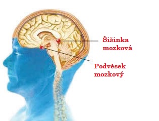 BRÁNA K NESMRTELNOSTI: NDE, DMT EPIFÝZA A LIDSKÉ VĚDOMÍ - Matrix-2001 ...