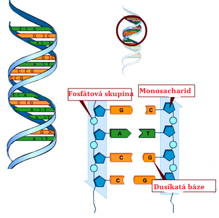 LIDSKÁ DNA, HYPERDIMENZIONÁLNÍ BRÁNY A MECHANIKA VZESTUPU (2) - Matrix ...