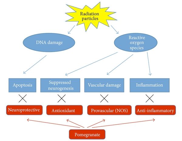 ARCHA ÚMLUVY (3) - Matrix-2001 / Gaia