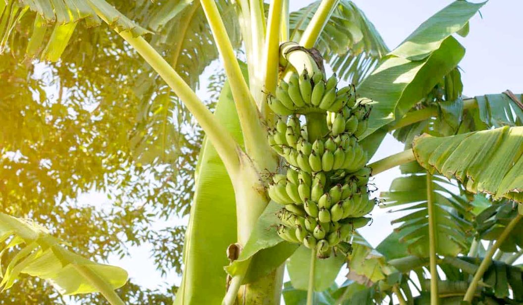 ARCHA ÚMLUVY (3) - Matrix-2001 / Gaia